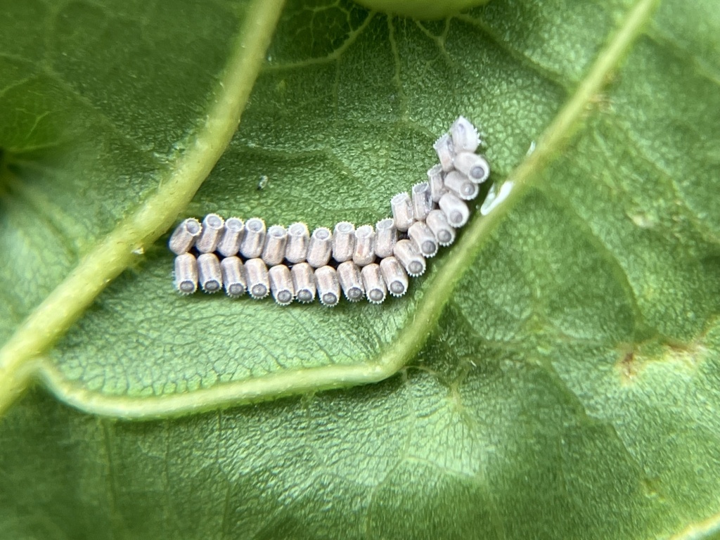 Kudzu Bug from Sri Kengal Hanumanthaiah Road, Bengaluru, KA, IN on June ...