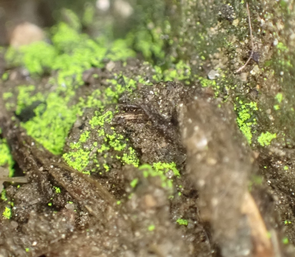 Luminous Moss in May 2023 by Andreas Schneider · iNaturalist