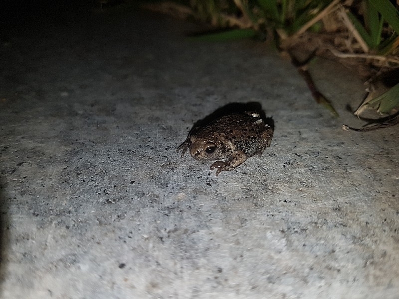 Boreal Digging Frog from 대한민국 경기도 시흥시 on August 31, 2019 by e2gb ...
