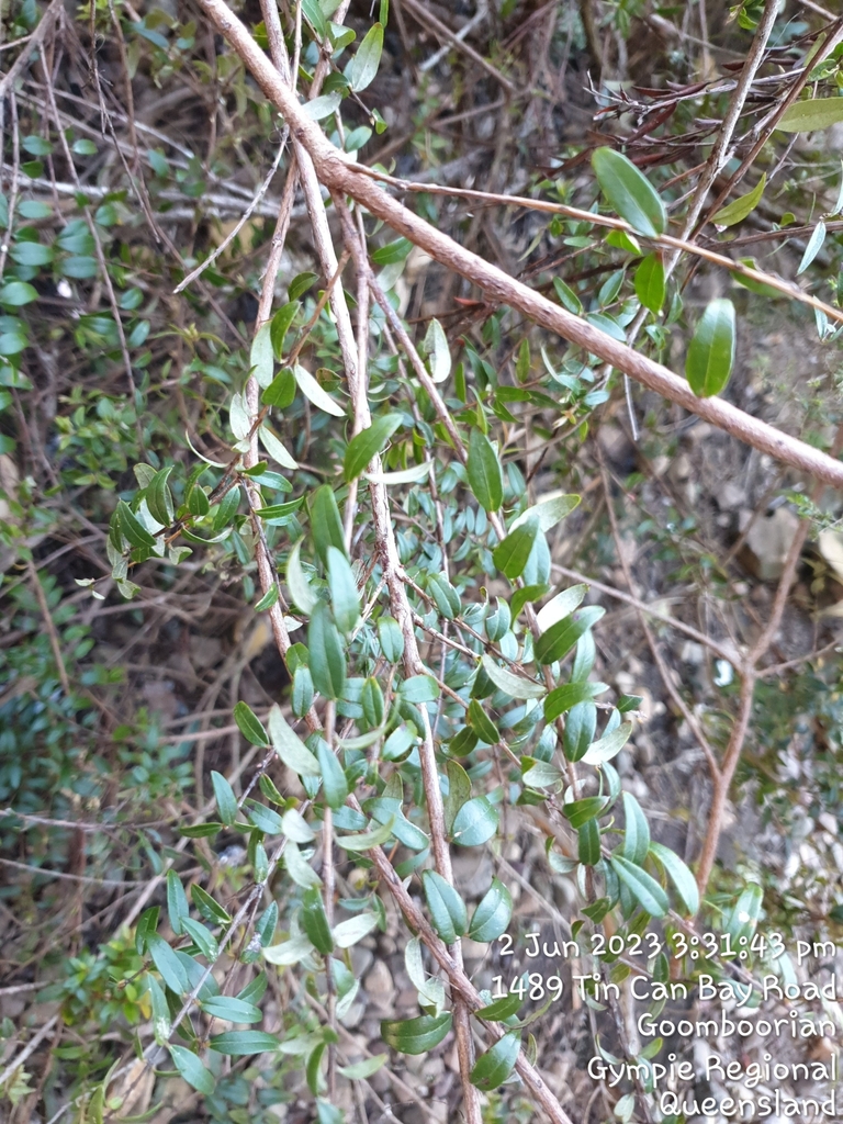 Midgen Berry from Goomboorian QLD 4570, Australia on June 2, 2023 at 03 ...