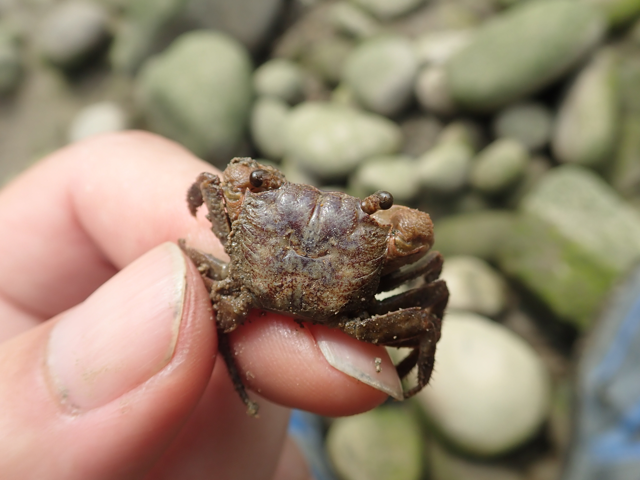 Parasesarma pictum (De Haan, 1835)