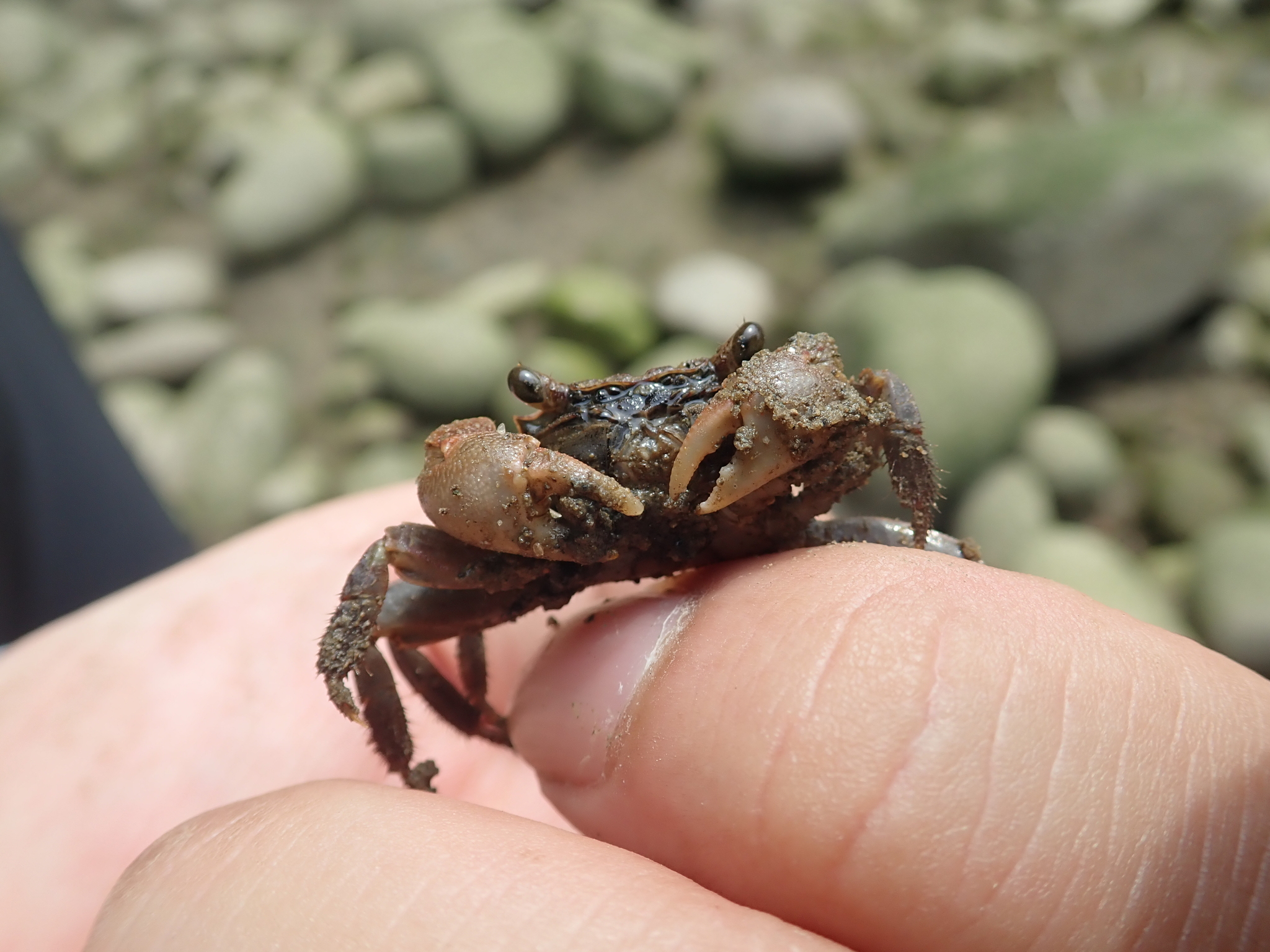 Parasesarma pictum (De Haan, 1835)