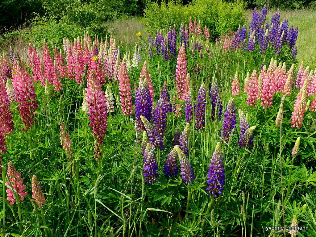 Russell Lupine from 4250 Fuglebjerg, Danmark on May 31, 2023 at 10:31 ...