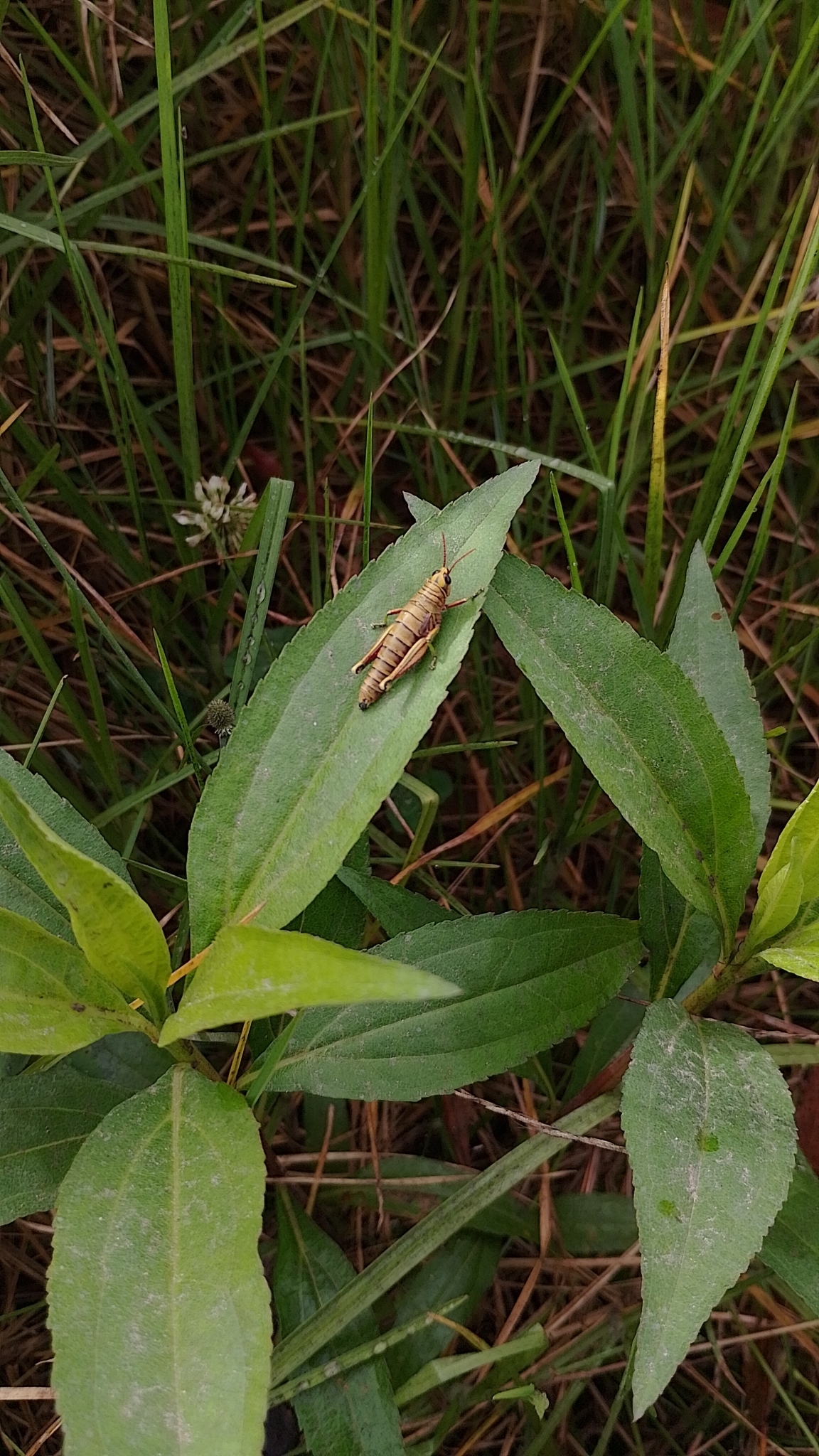 Agesander ruficornis Stål, 1878