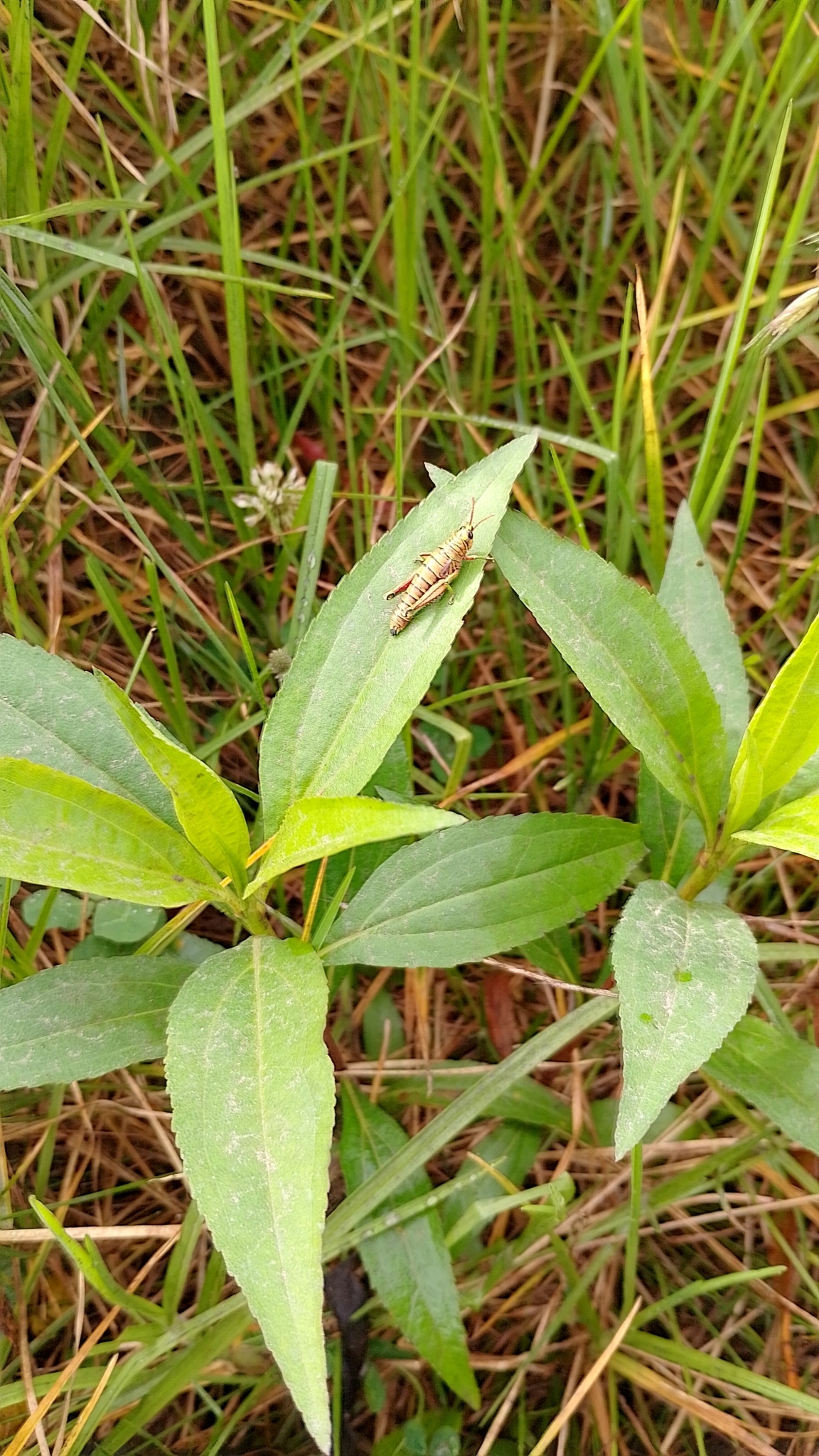 Agesander ruficornis Stål, 1878