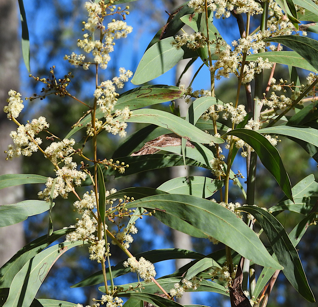 sickle wattle from Enoggera Reservoir QLD 4520, Australia on June 02 ...