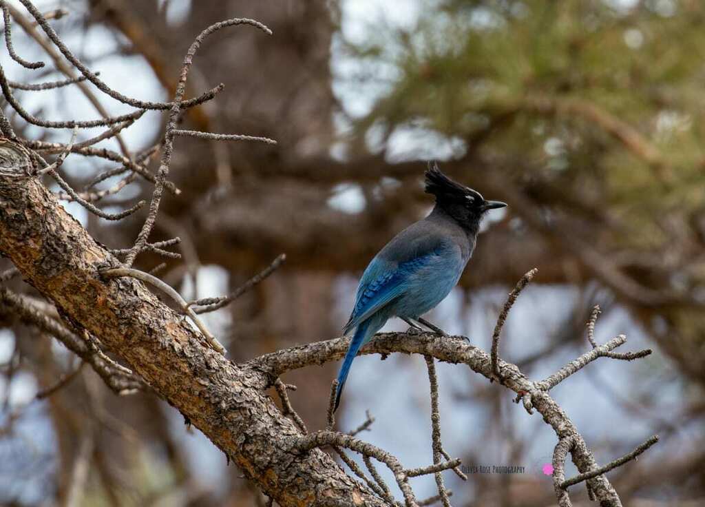 Steller's Jay in May 2023 by ecoexplore_other. ecoEXPLORE Username ...