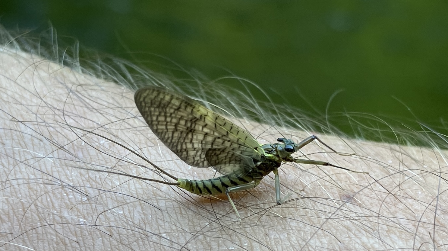 Ecdyonurus Eaton, 1868