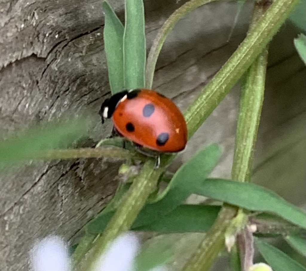 Seven-spotted Lady Beetle from Brockwell Park, London, England, GB on ...