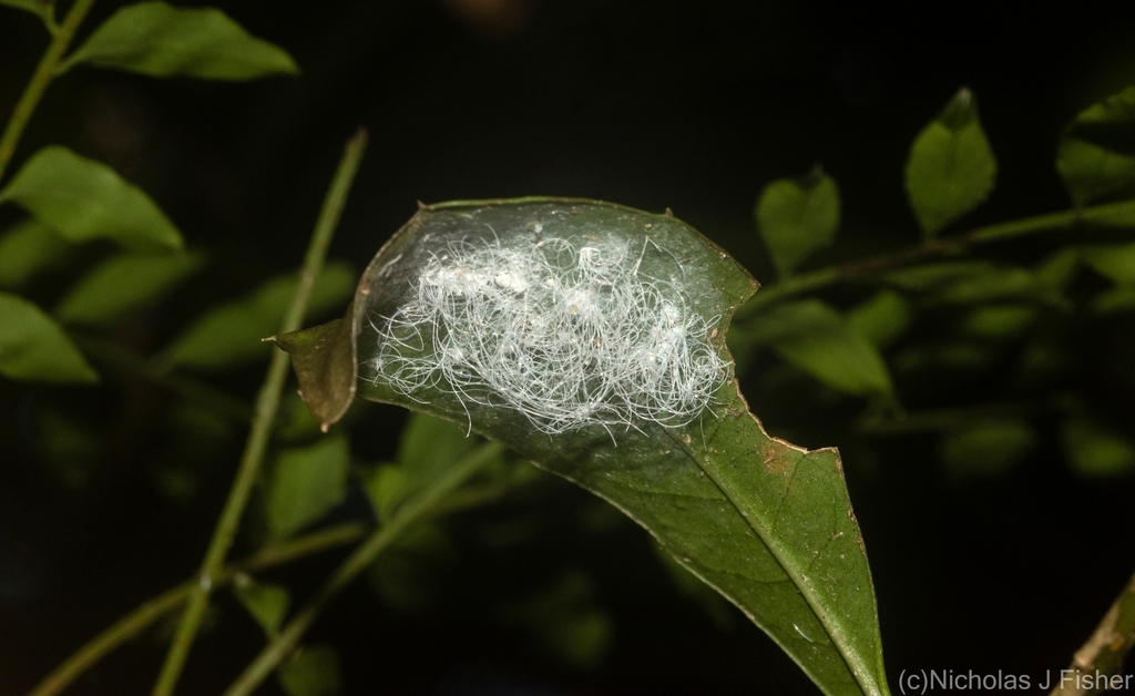 Aleuroctarthrus destructor from Tamborine Mountain QLD 4272, Australia ...