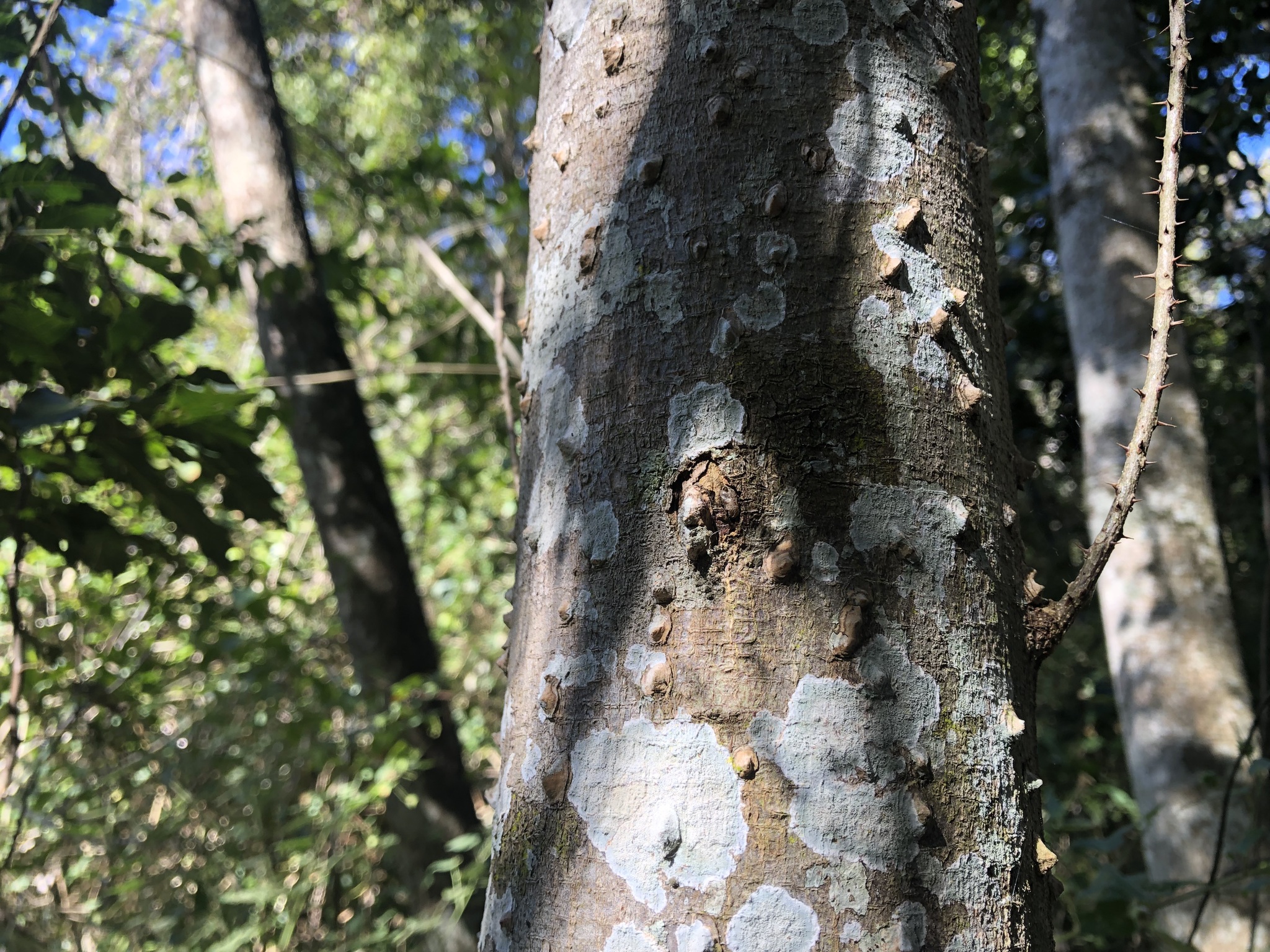 Zanthoxylum brachyacanthum F.Muell.