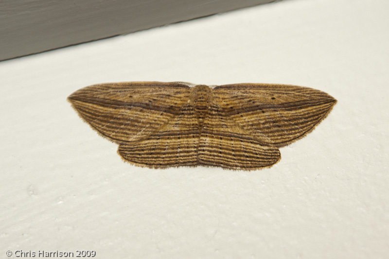 Cabbage tree moth from Oban, New Zealand on March 13, 2009 at 05:18 AM ...