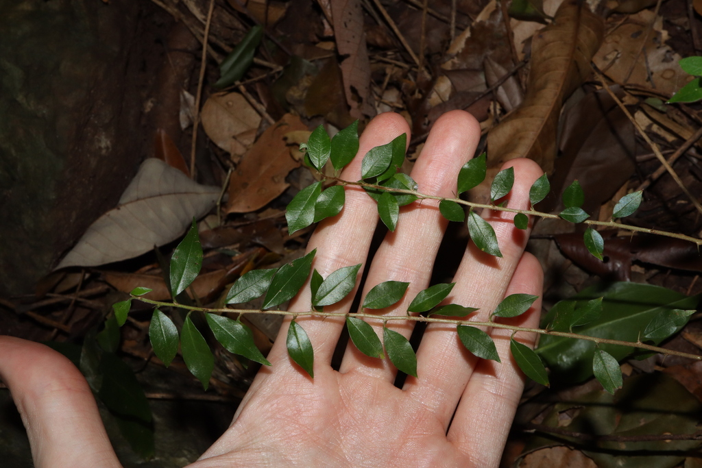 Cockspur Thorn from Barron Gorge QLD 4870, Australia on May 23, 2023 at ...