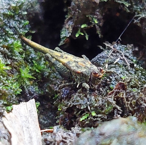 Tagaloscelimena cebuensis · iNaturalist