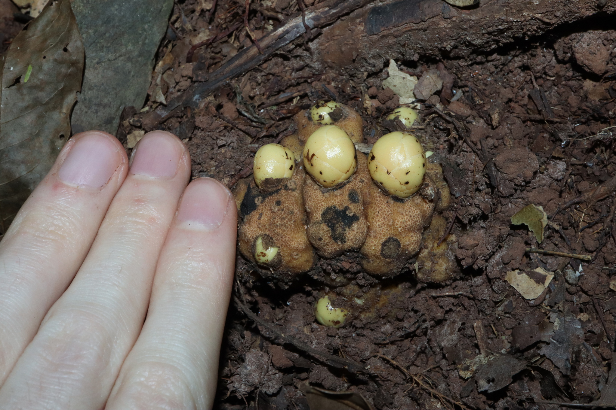 Balanophora J.R.Forst. & G.Forst.