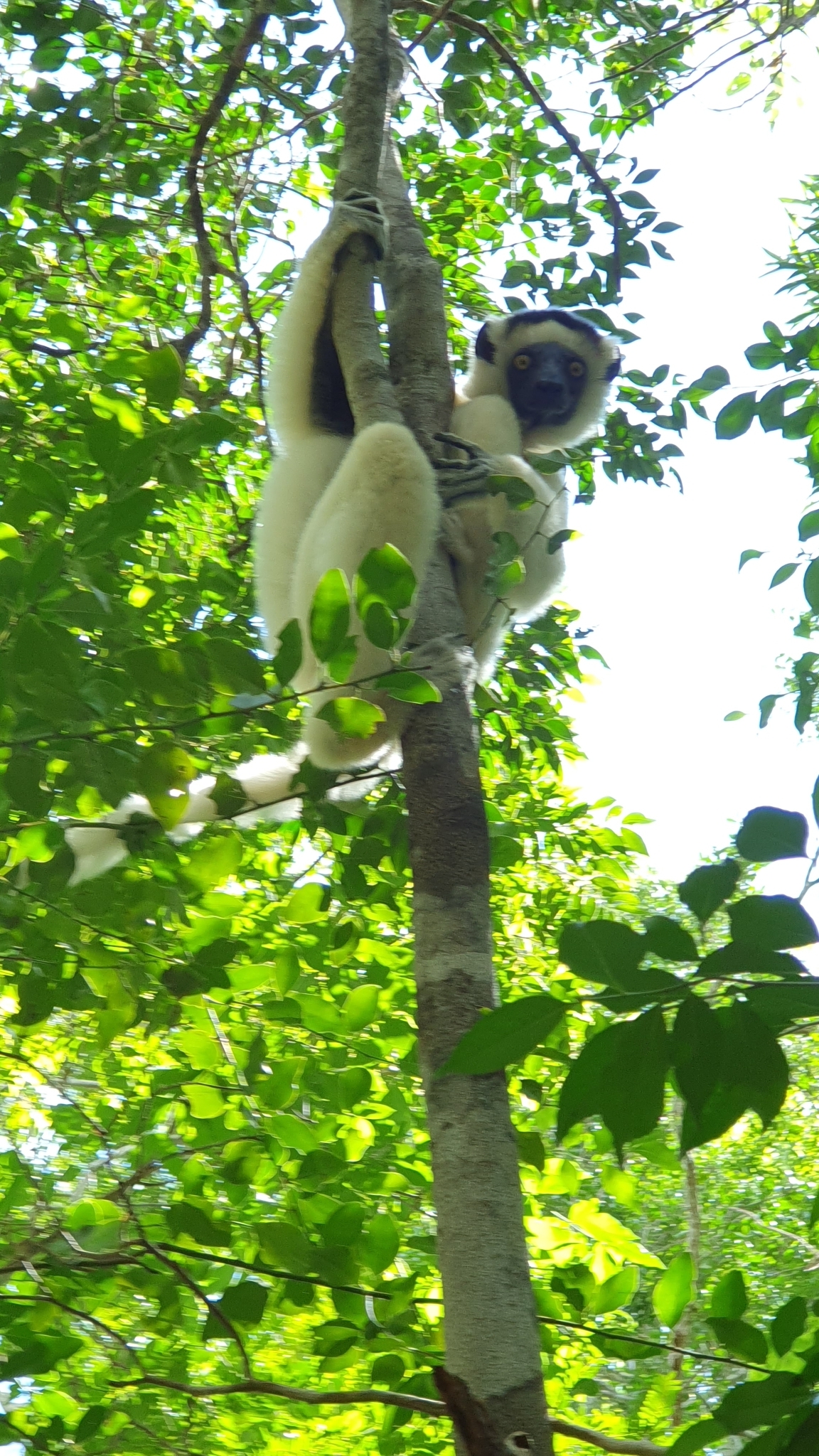 Propithecus verreauxi Grandidier, 1867