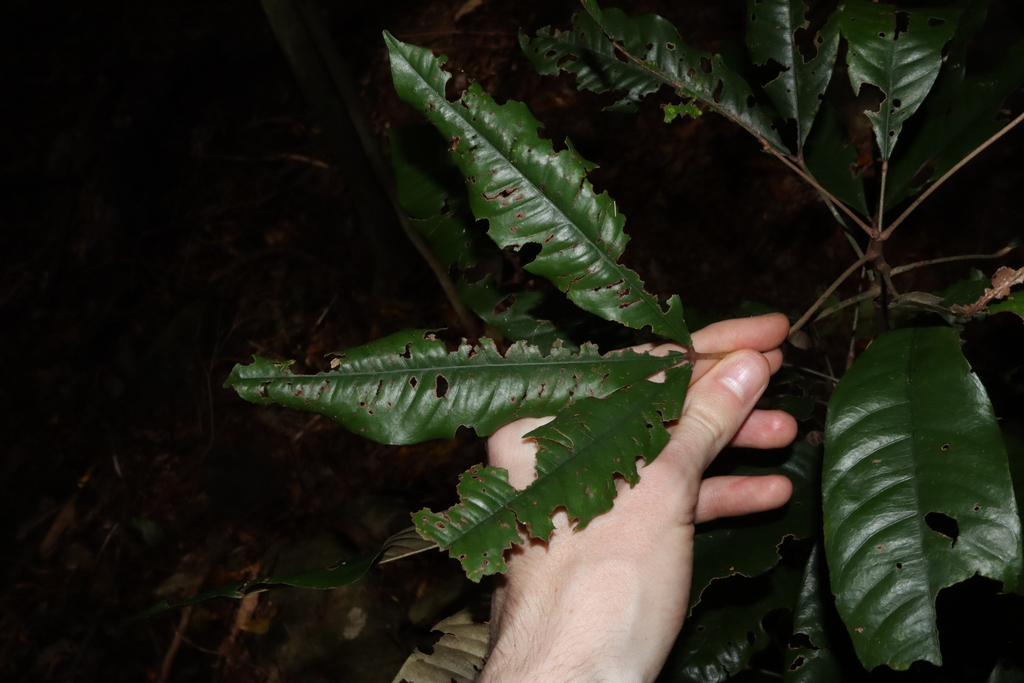 Red Tulip Oak from Barron Gorge QLD 4870, Australia on May 23, 2023 at ...