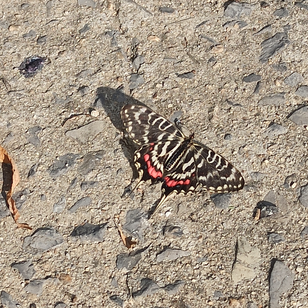 Dragon Swallowtail from Shandong, CN on June 2, 2023 at 04:39 PM by lee ...