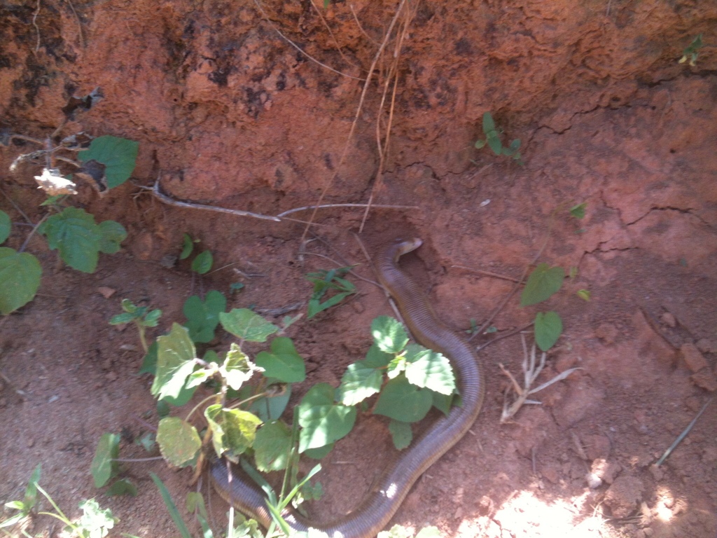 Red Worm Lizard from Barra Longa Brazil on December 08, 2012 at 10:35 ...