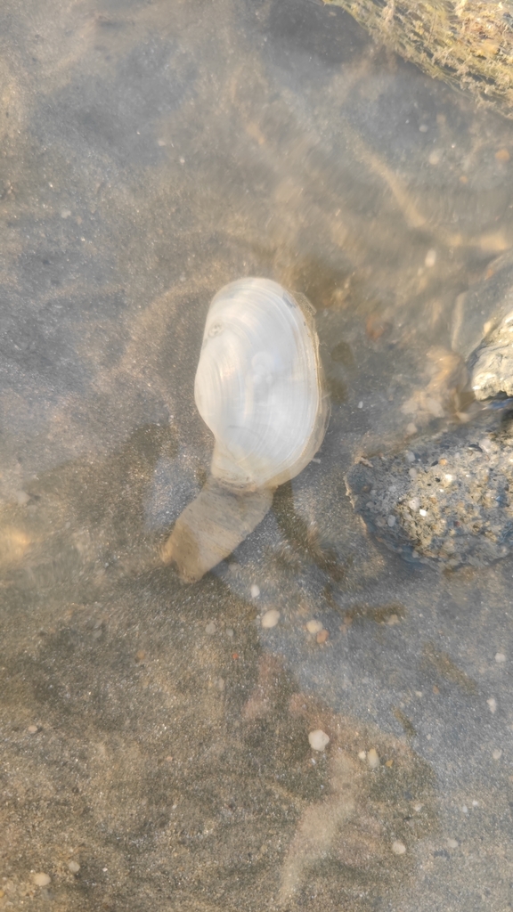 Laternula anatina from 广西壮族自治区钦州市钦南区三娘湾村 on May 28, 2023 at 06:54 AM by ...