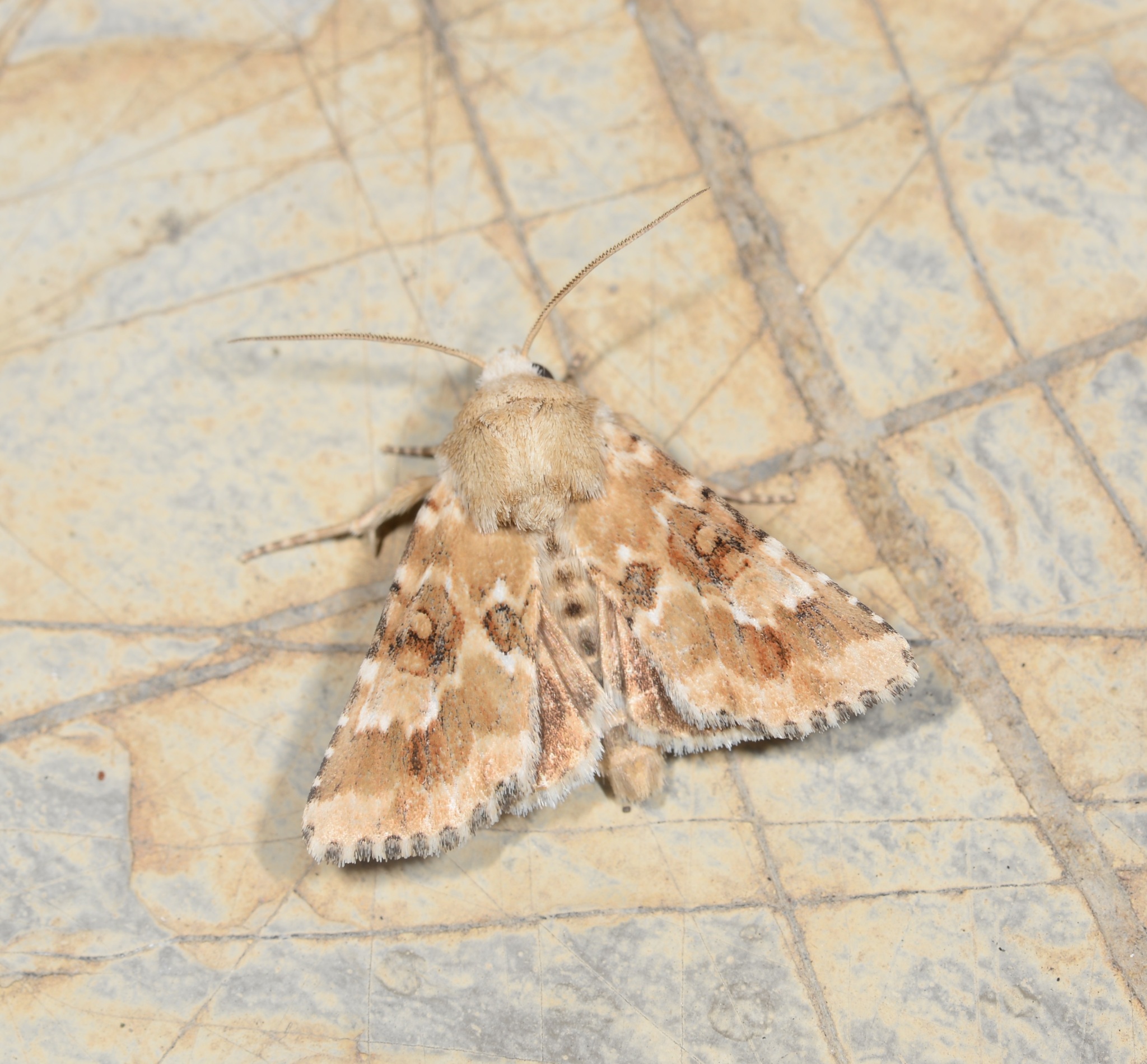 Eremobia ochroleuca (Denis & Schiffermüller), 1775