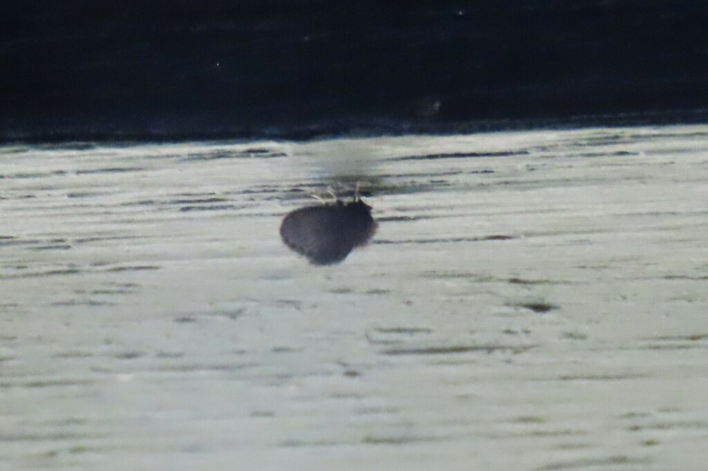 Moth Flies from Jerrabomberra Wetlands, ACT, Australia on June 2, 2023 ...