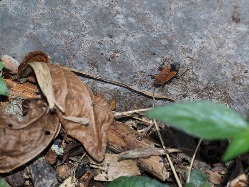 Rhyparothesus orientalis · NaturaLista Colombia