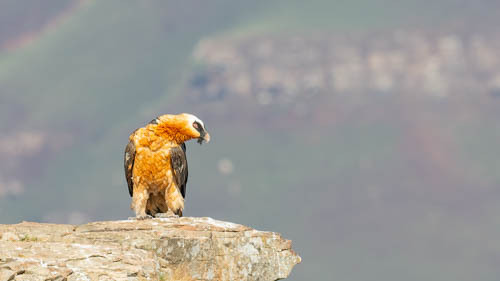 Bearded Vulture in September 2012 by petermcintyre · iNaturalist