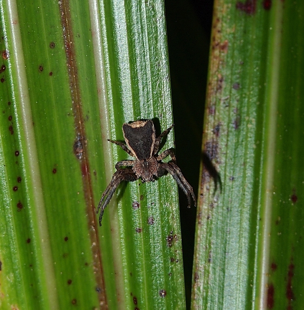 Square-ended Crab Spider from 224 Taieri Road, Wakari, Dunedin 9010 ...