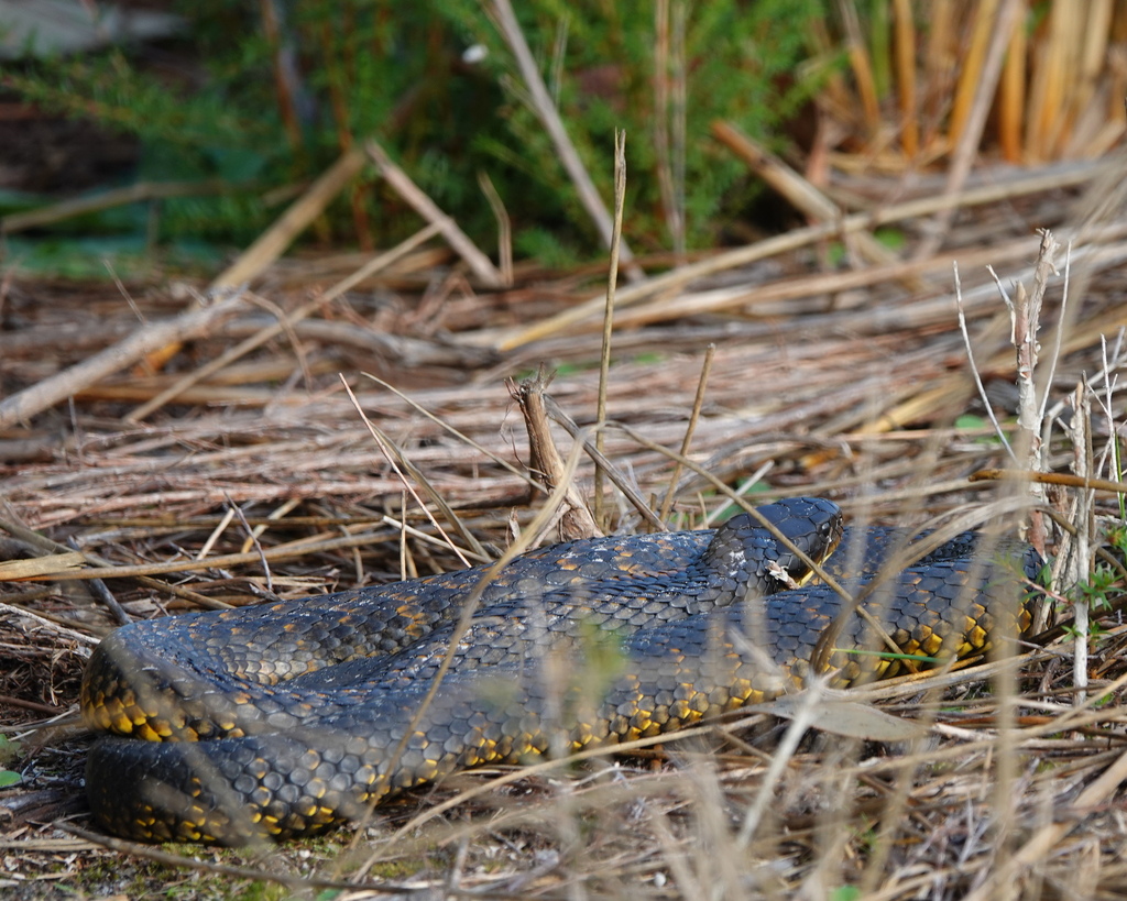 Western Tiger Snake from Narrikup WA 6326, Australia on June 1, 2023 at ...