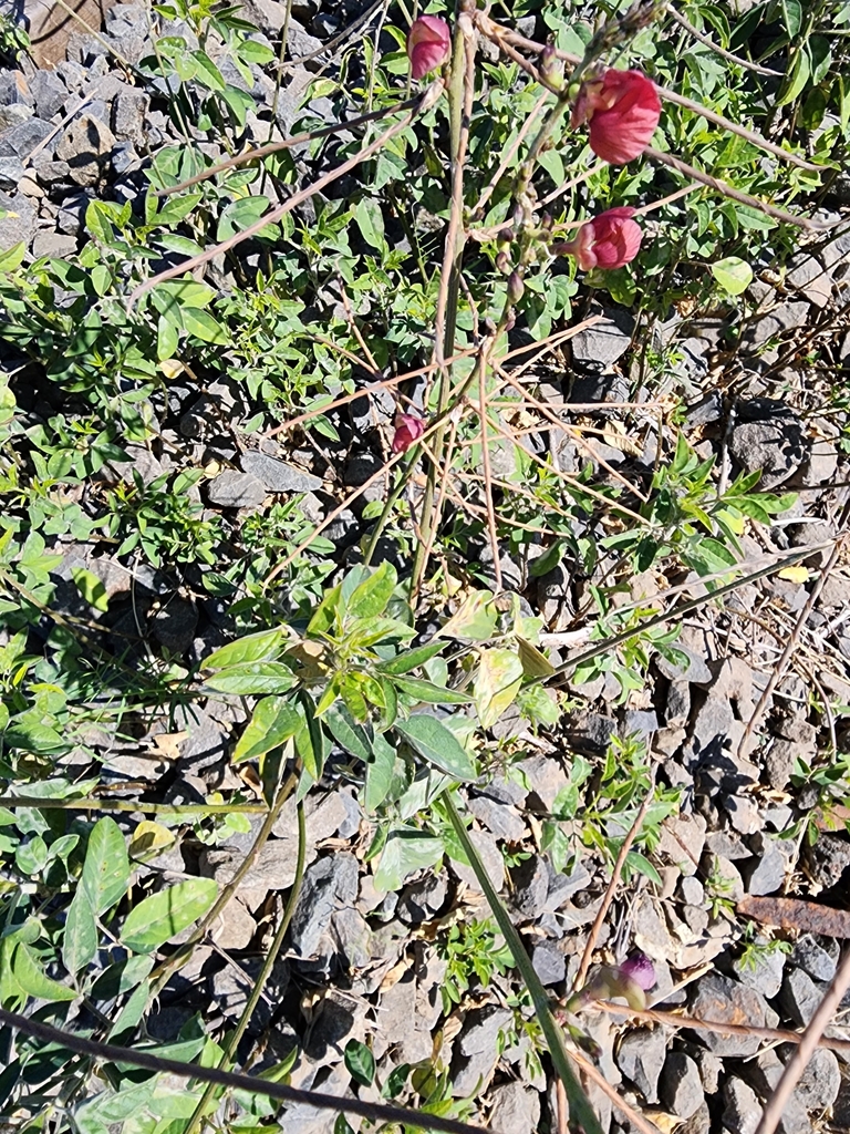 Phasey Bean from Dulacca QLD 4425, Australia on June 2, 2023 at 01:05 ...