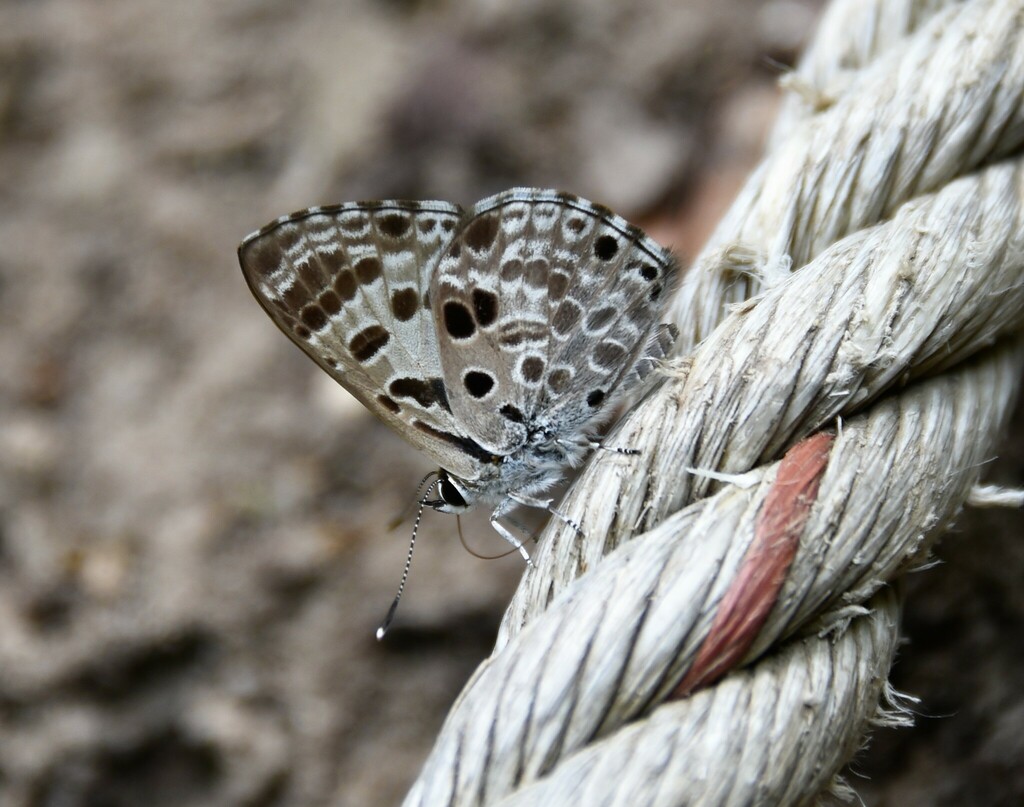 White-banded Pierrot from Mae Ho Phra, Amphoe Mae Taeng, Province de ...