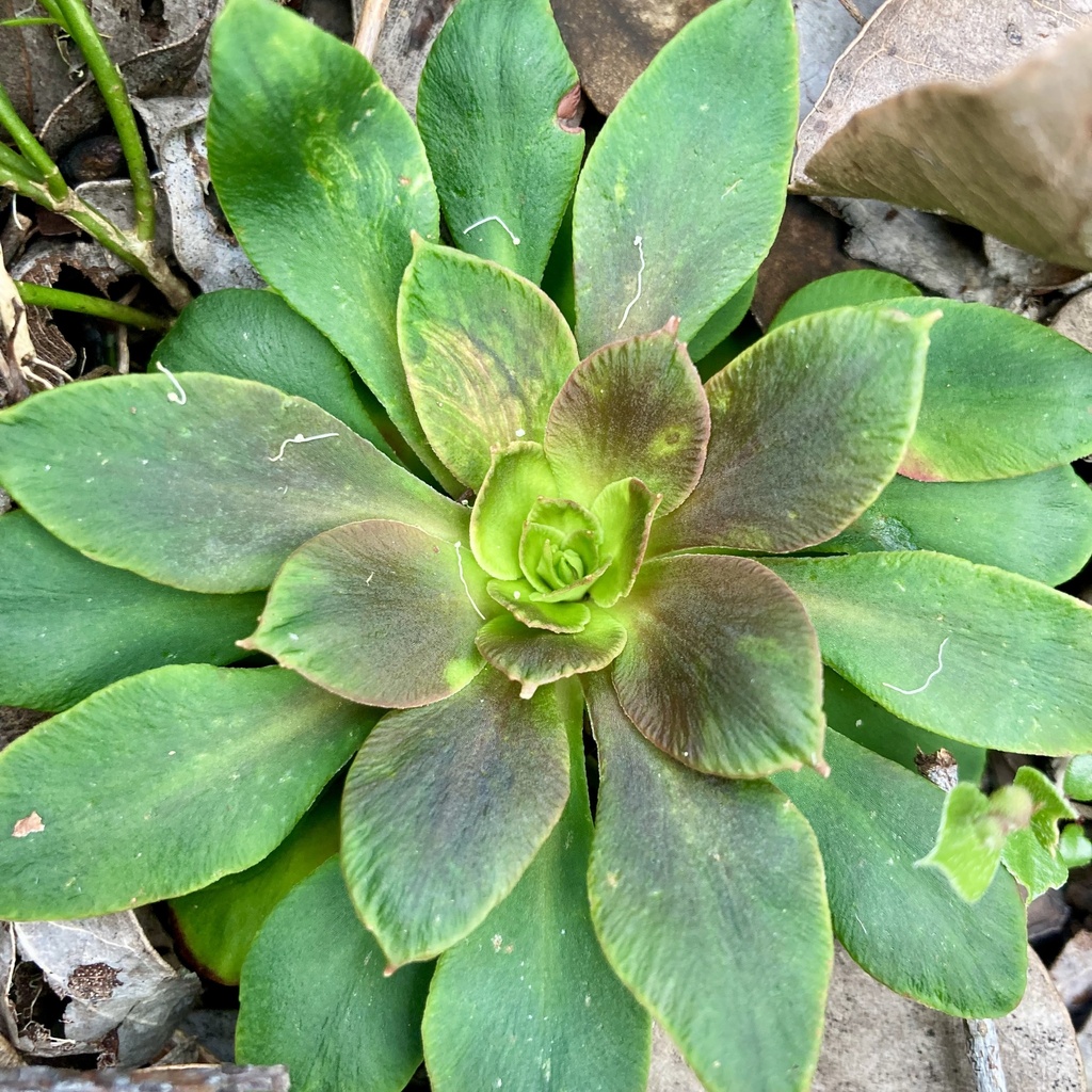 Lovely Triggerplant from Gladstone State Forest, North Walpole, WA, AU ...