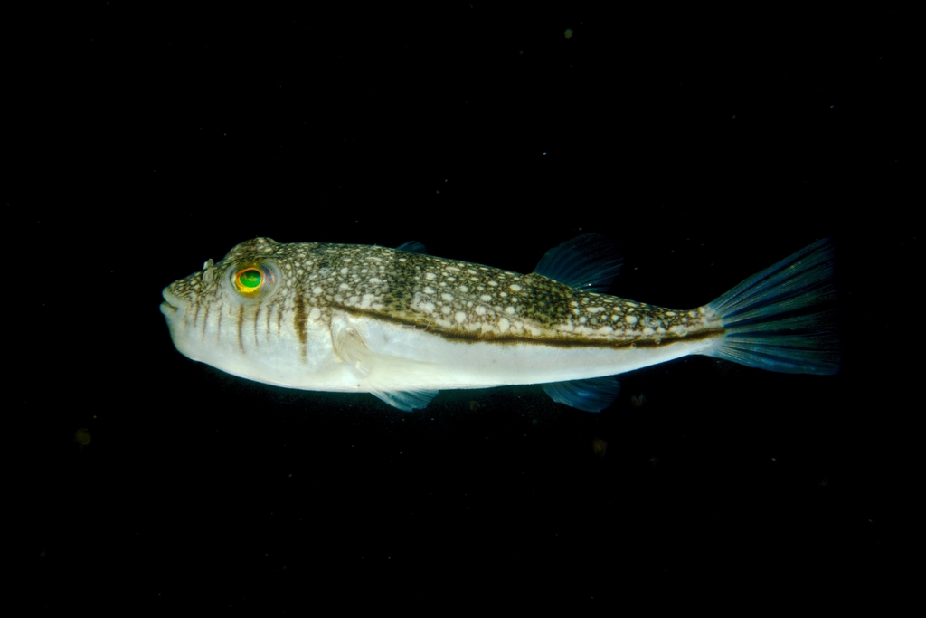 Weeping Toadfish (Torquigener pleurogramma) - Marine Life Identification