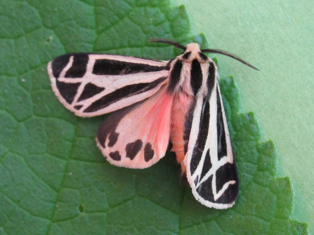 Harnessed Tiger Moth from Bellbrook, Greene County, OH, USA on June 1 ...
