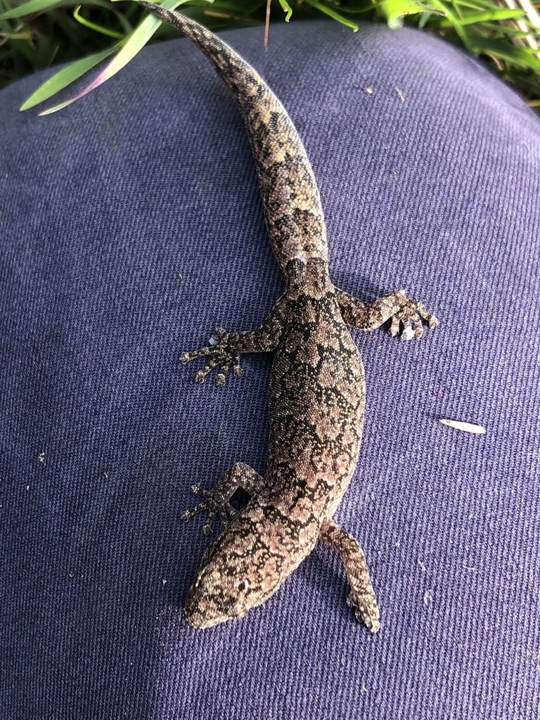 Southern Marbled Gecko from South Australia, Australia on May 26, 2023 ...