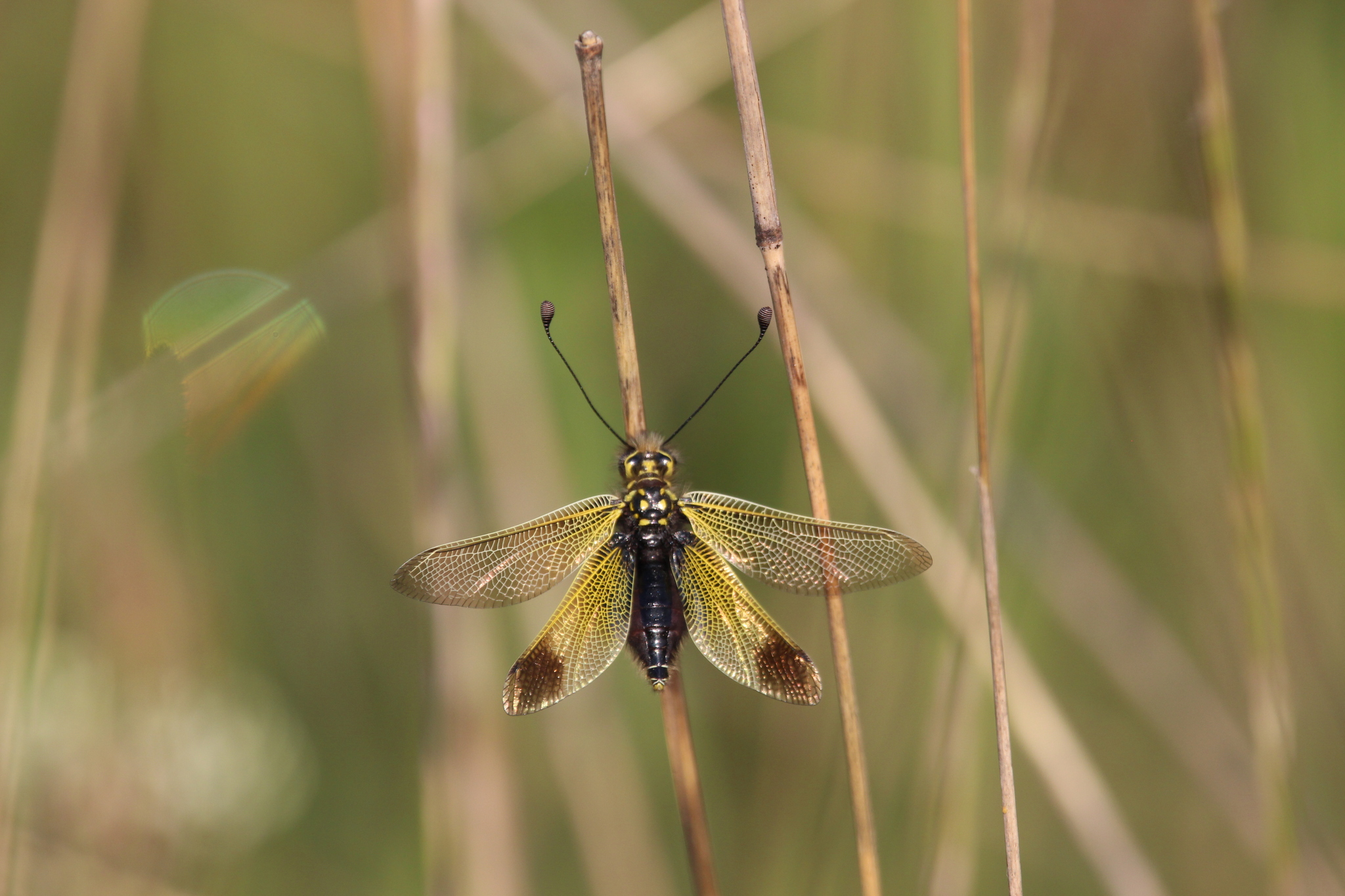 Libelloides ictericus (Charpentier, 1825)