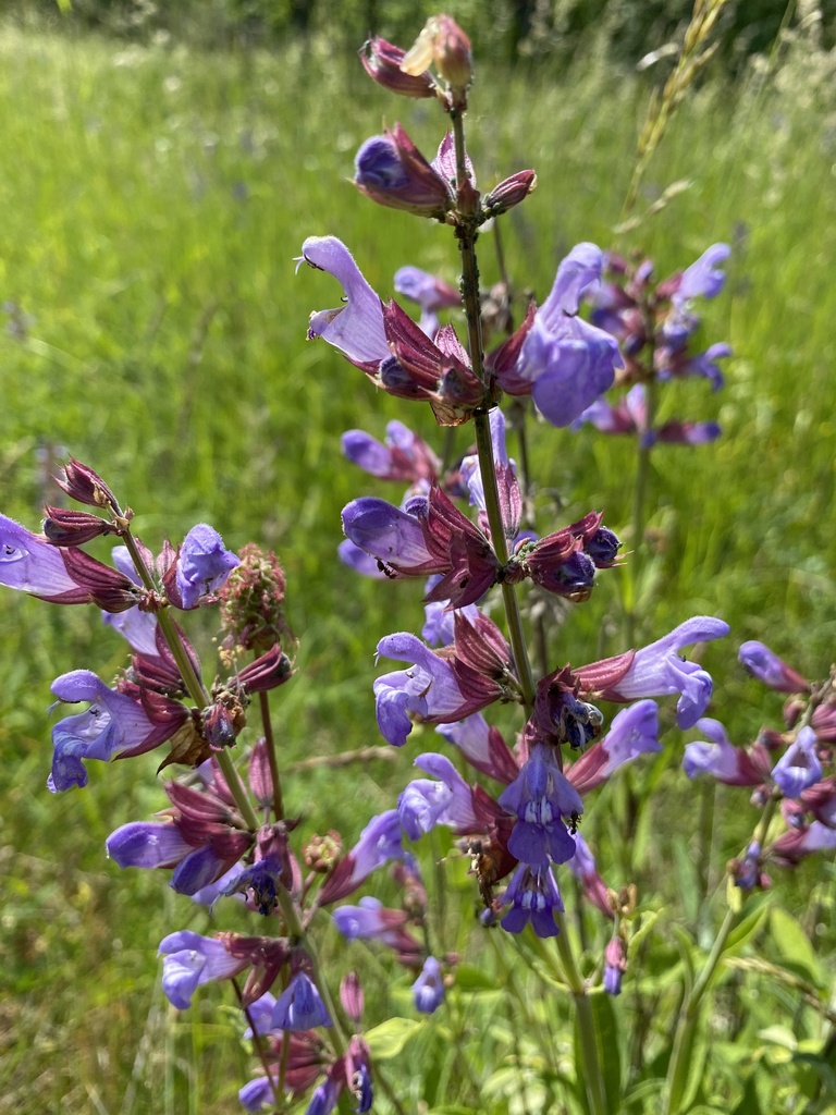 garden sage from Karlstadt, Bayern, DE on June 2, 2023 at 01:53 PM by ...