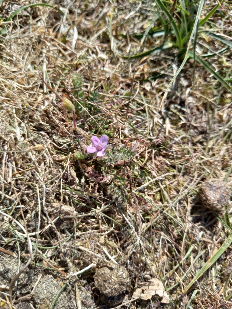 Redstem Stork's-bill from Dyffryn Seaside Estate, Dyffryn Ardudwy LL44 ...
