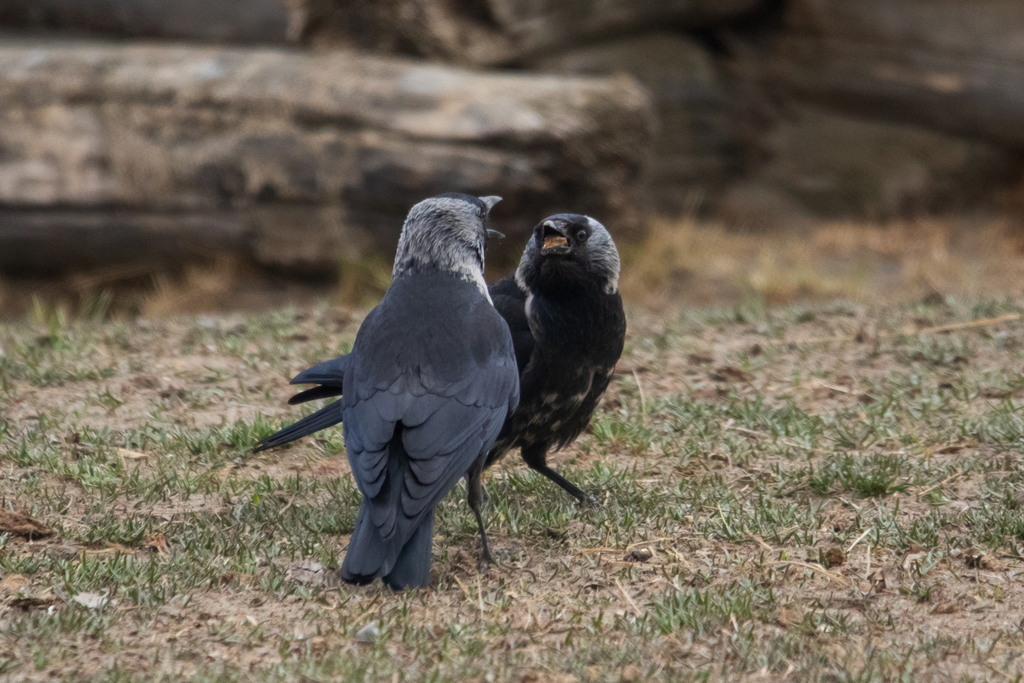 Daurian Jackdaw from Кош-Агачский р-н, Респ. Алтай, Россия on May 22 ...