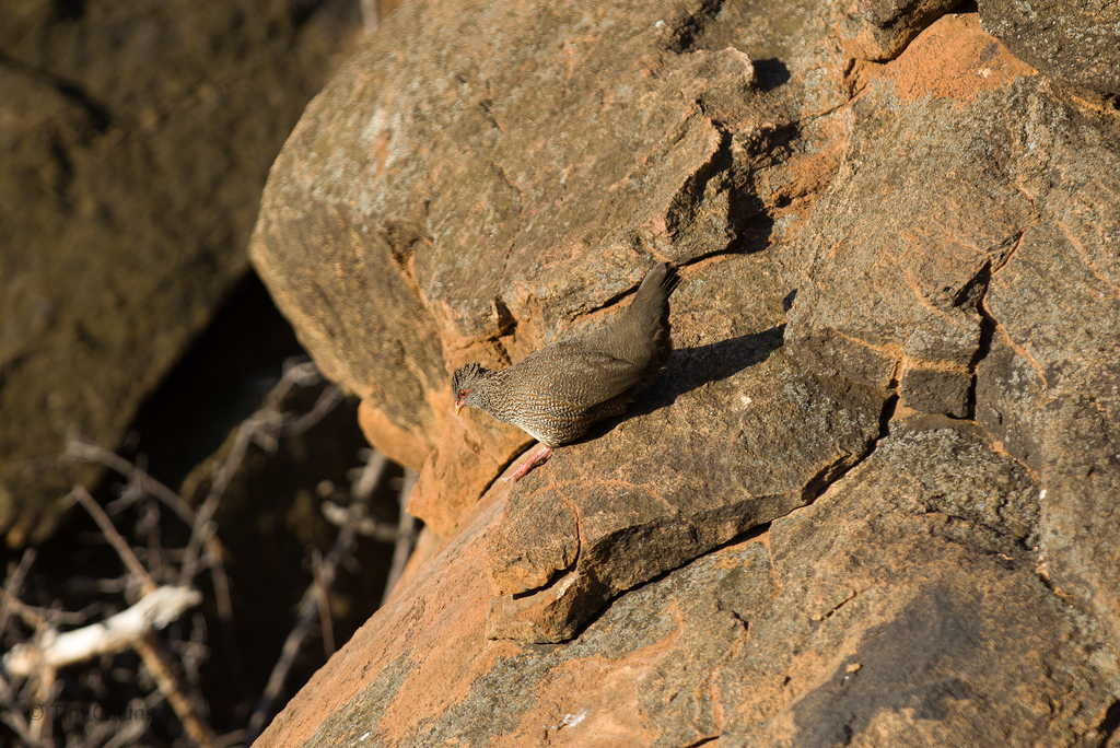 Stone Partridge from Mukogondo, Kenya on June 1, 2023 at 07:20 AM by ...