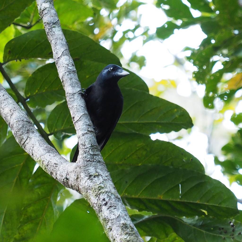 New Caledonian Crow (Birds of New Caledonia) · iNaturalist