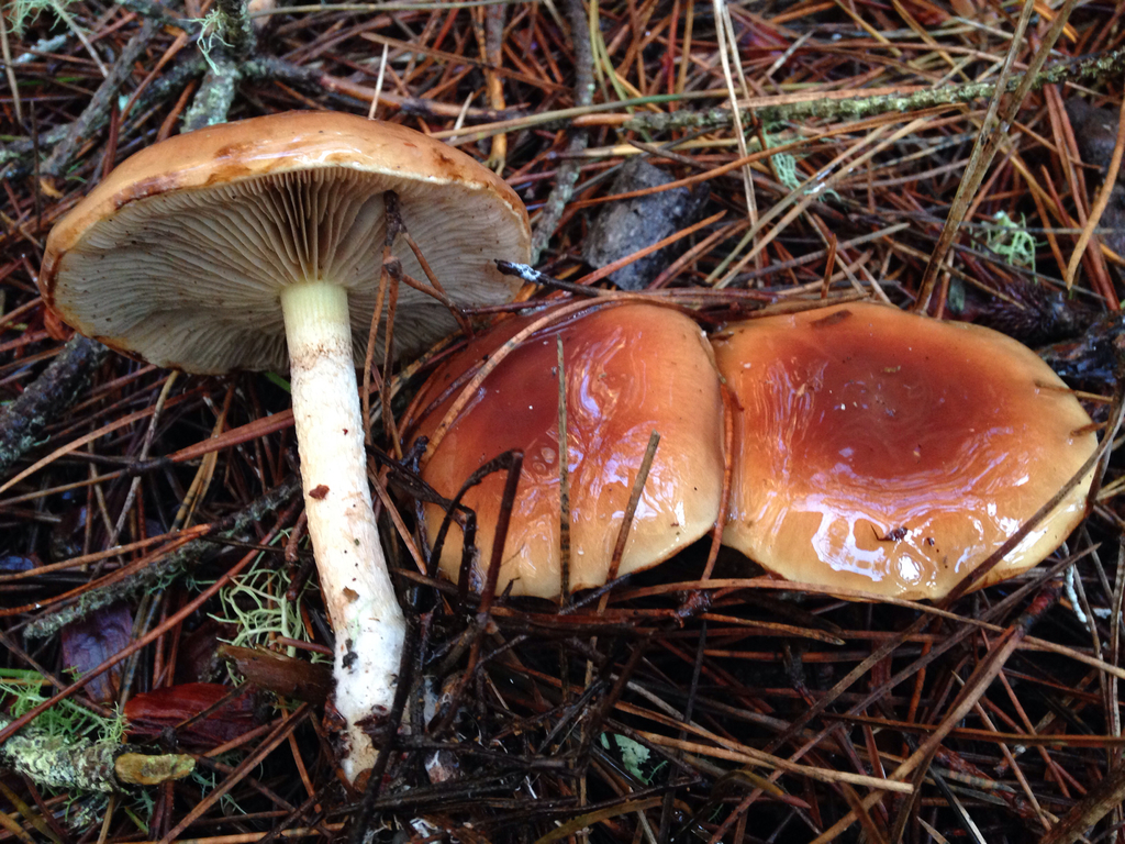 Pholiota velaglutinosa (Del Monte Forest Fungi and Plants) · iNaturalist