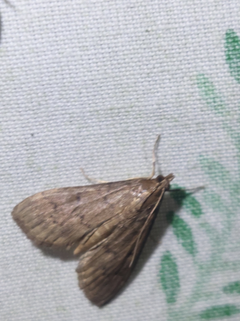 Grass Webworm Moth from Closeburn on June 2, 2023 at 09:51 PM by Oscar ...
