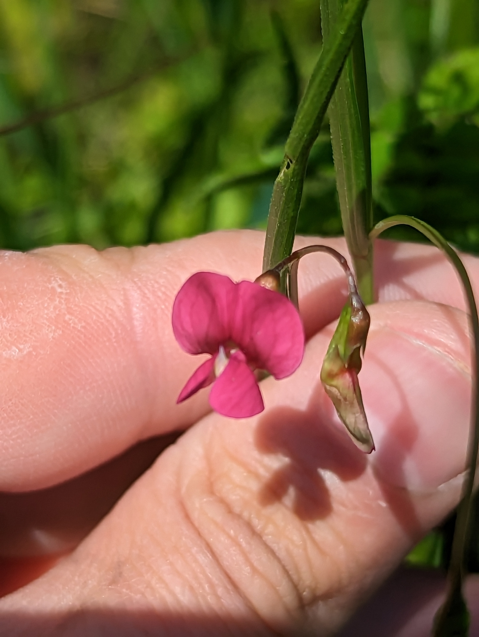 Lathyrus nissolia L.