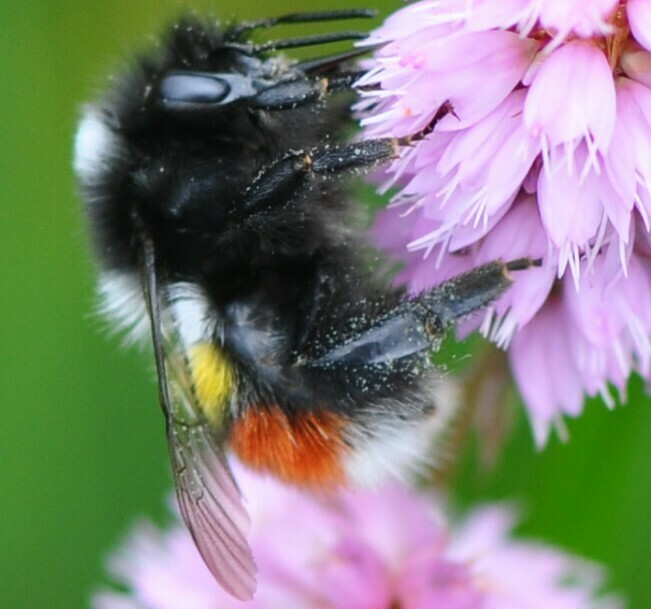 Bombus rufofasciatus from 中国云南省迪庆藏族自治州香格里拉市 on July 13, 2014 at 09:00 ...