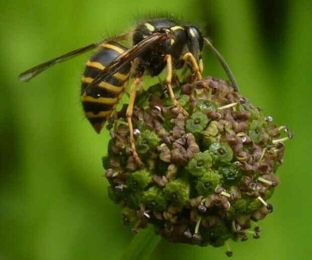 Dolichovespula xanthicincta from 中国云南省迪庆藏族自治州香格里拉市 on July 13, 2014 at ...
