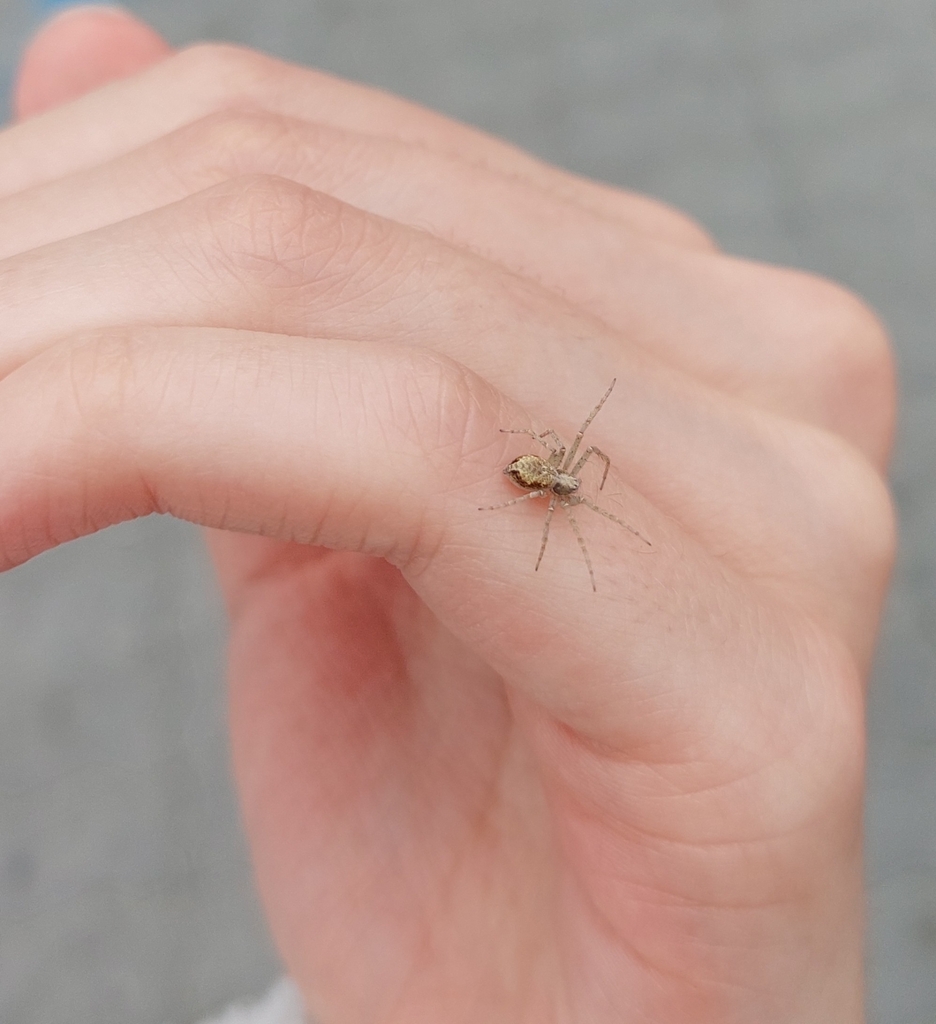 Turf Running Spider from Ekaterinburg gorsovet, RU-SV, RU on June 2 ...