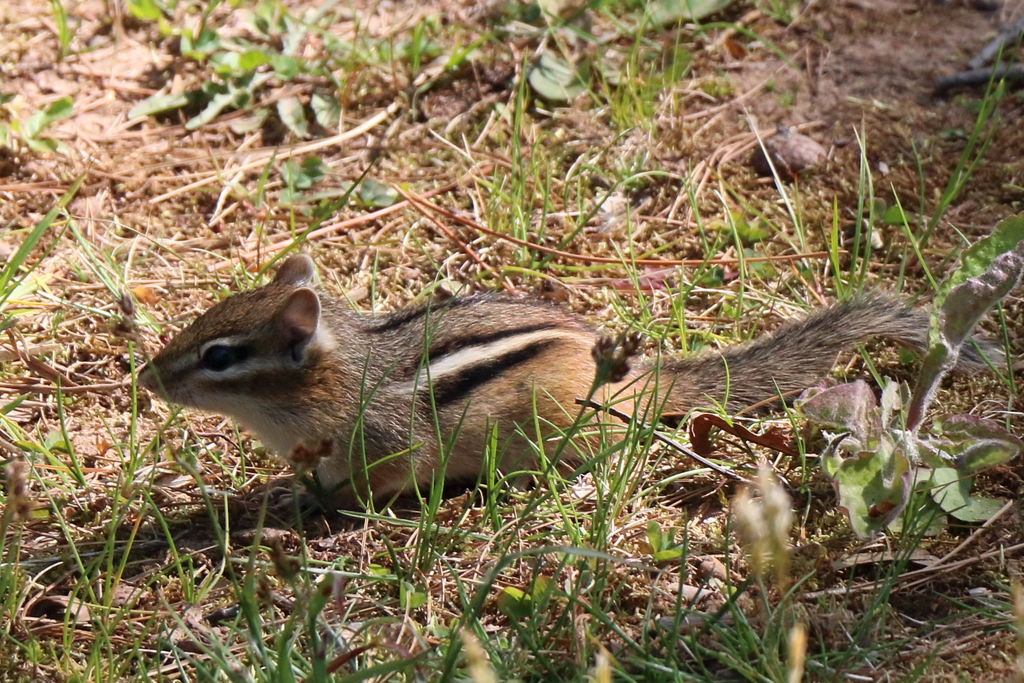 Eastern Chipmunk from Shubenacadie East, NS B0N, Canada on May 31, 2023 ...