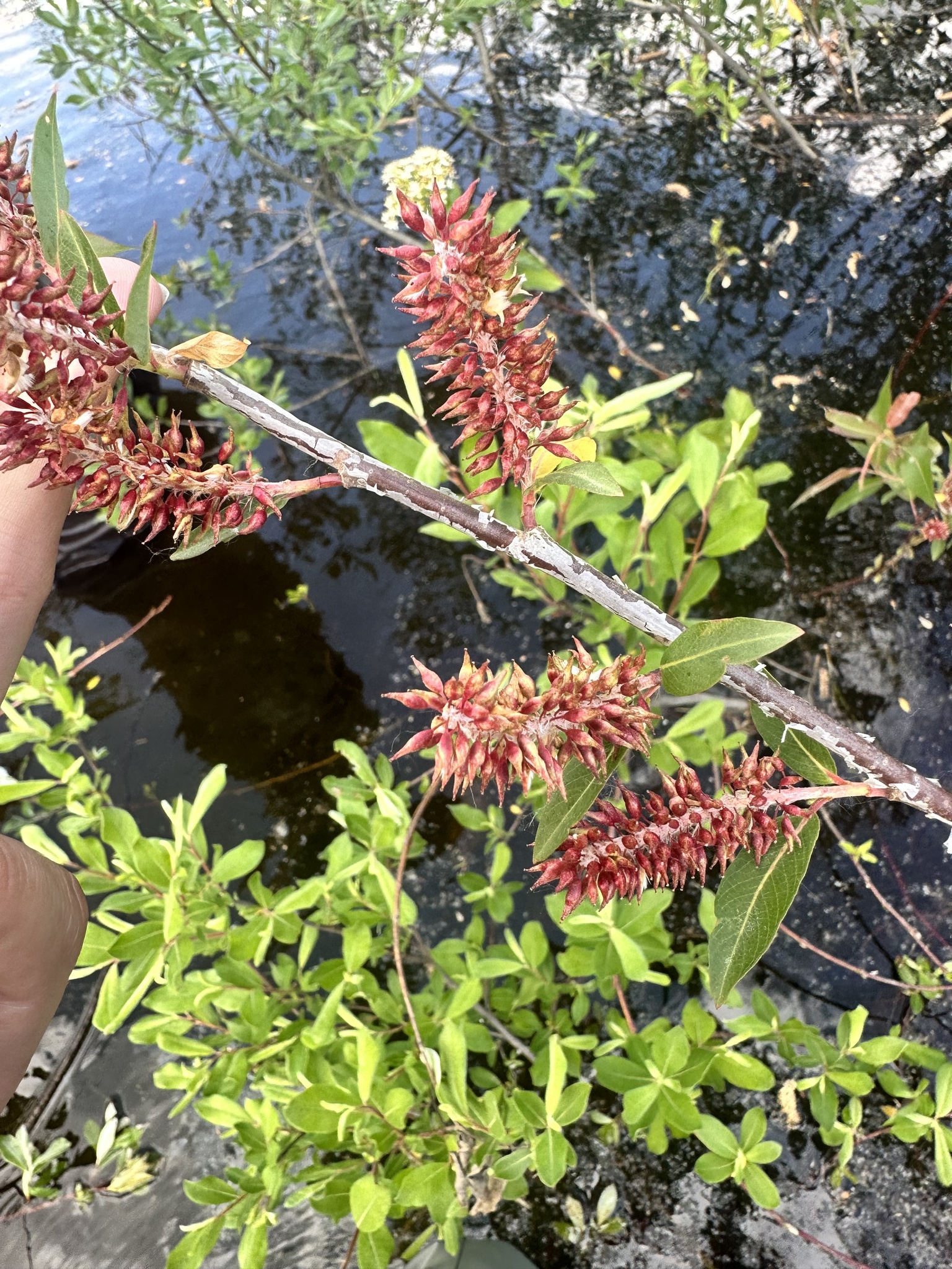 Salix prolixa Andersson
